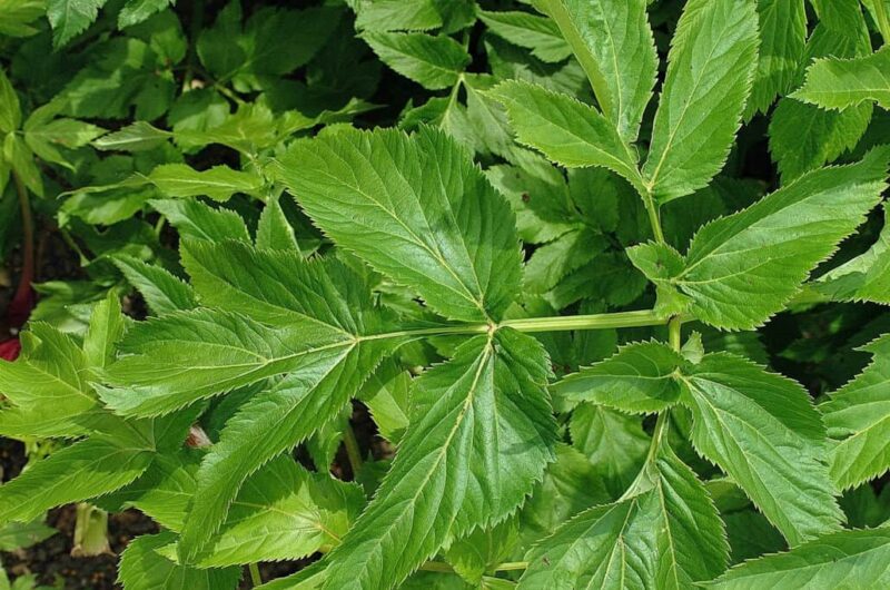 Herb of the Month: Angelica Root - Moonflower Community Cooperative